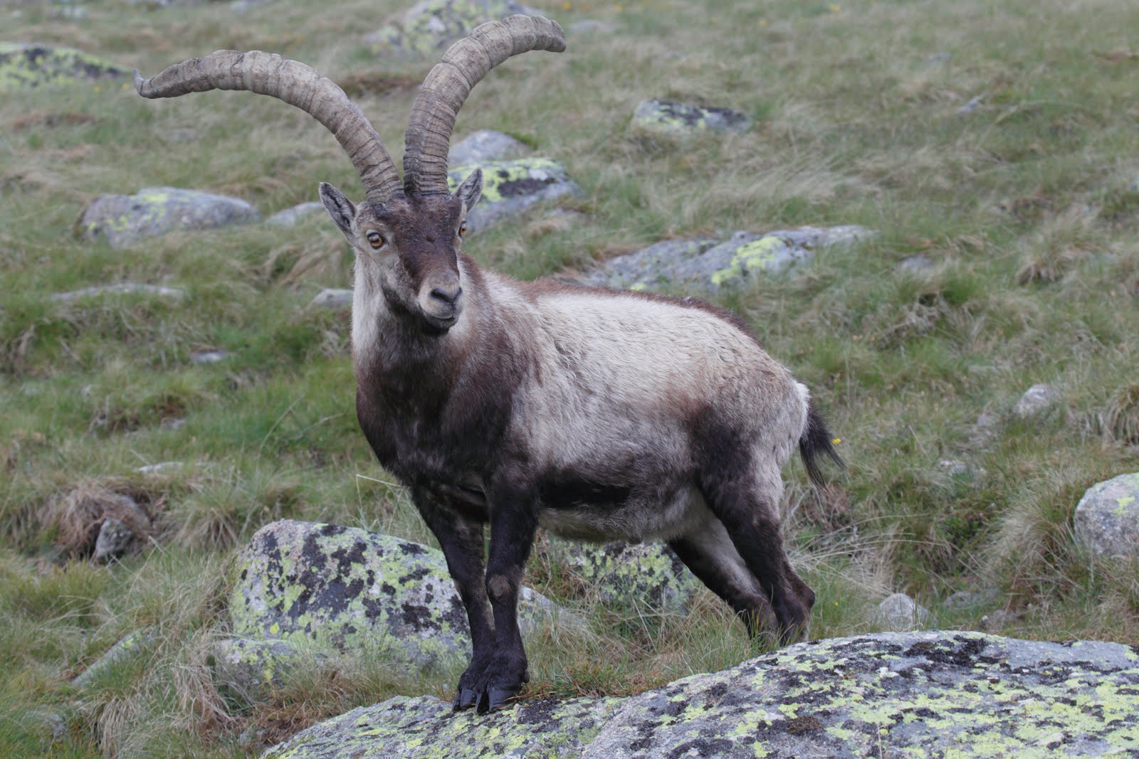 Ibex hunting in Spain | Get first hand experience. More onRifle Talks