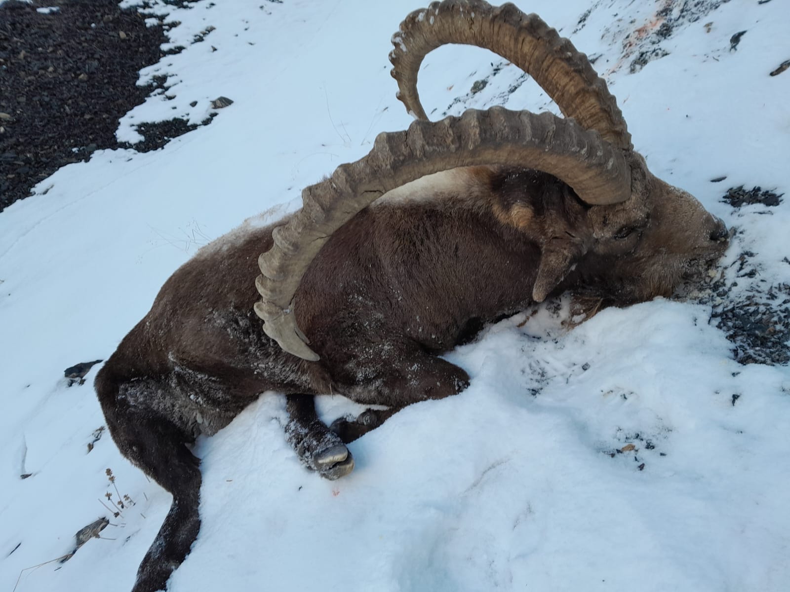 Hunting Ibex in Kyrgyzstan with 30 caliber magnums | Rifle Talks