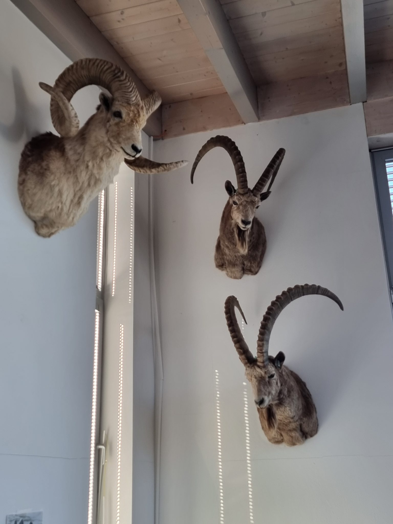 A 338 Lapua Hunting Rifle you've never seen...by Johann Fanzoj