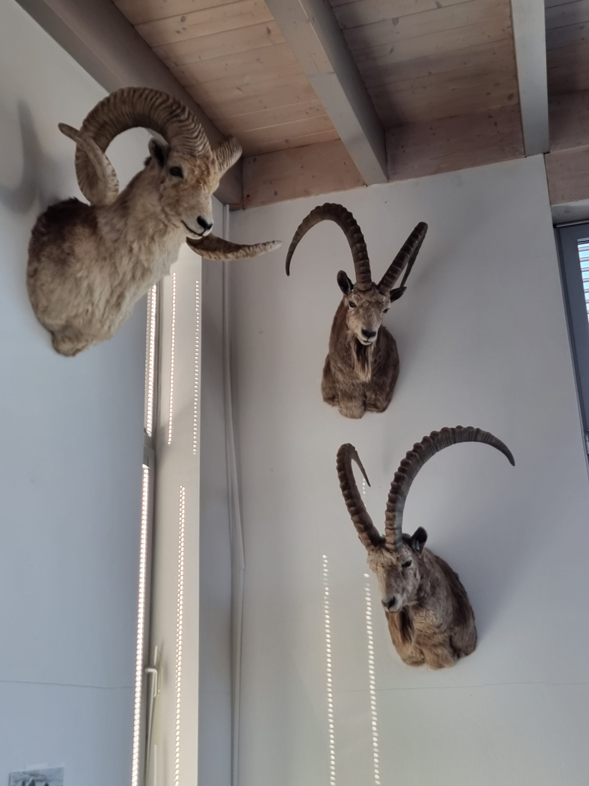 A 338 Lapua Hunting Rifle you've never seen...by Johann Fanzoj