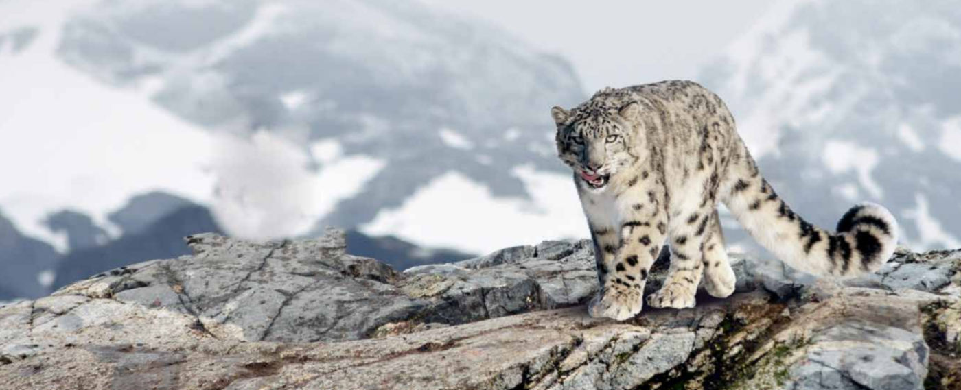 A 338 Lapua Hunting Rifle you've never seen...by Johann Fanzoj